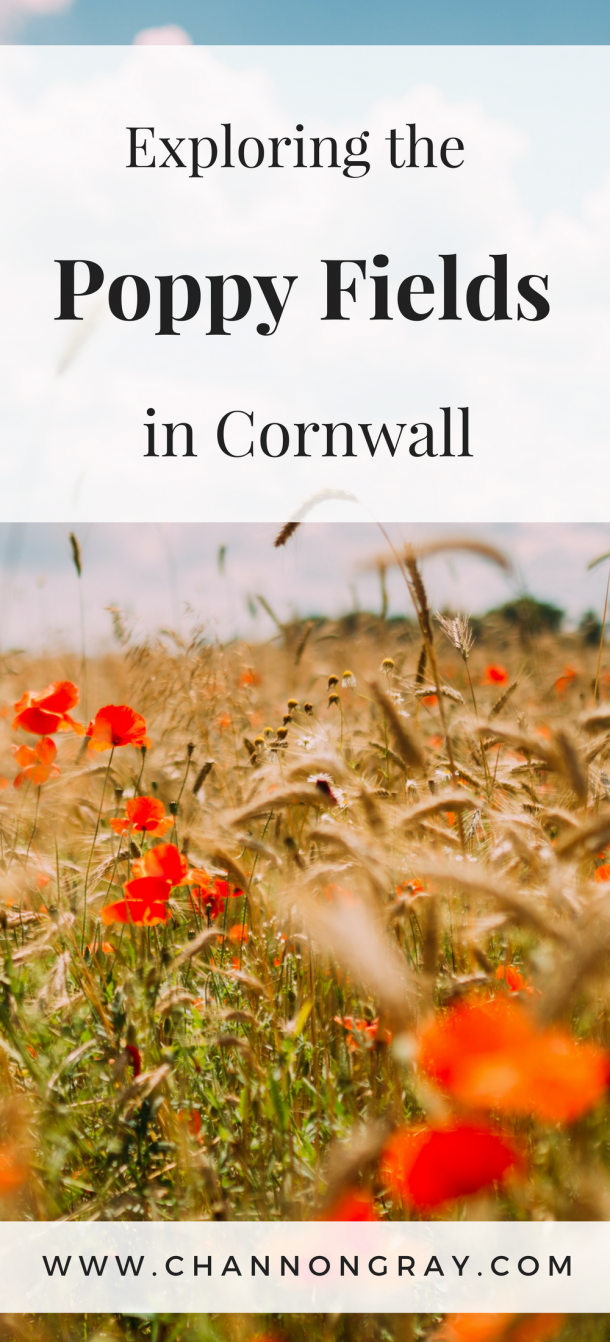 National Trust Poppy Fields at West Pentire – Crantock, Cornwall ...