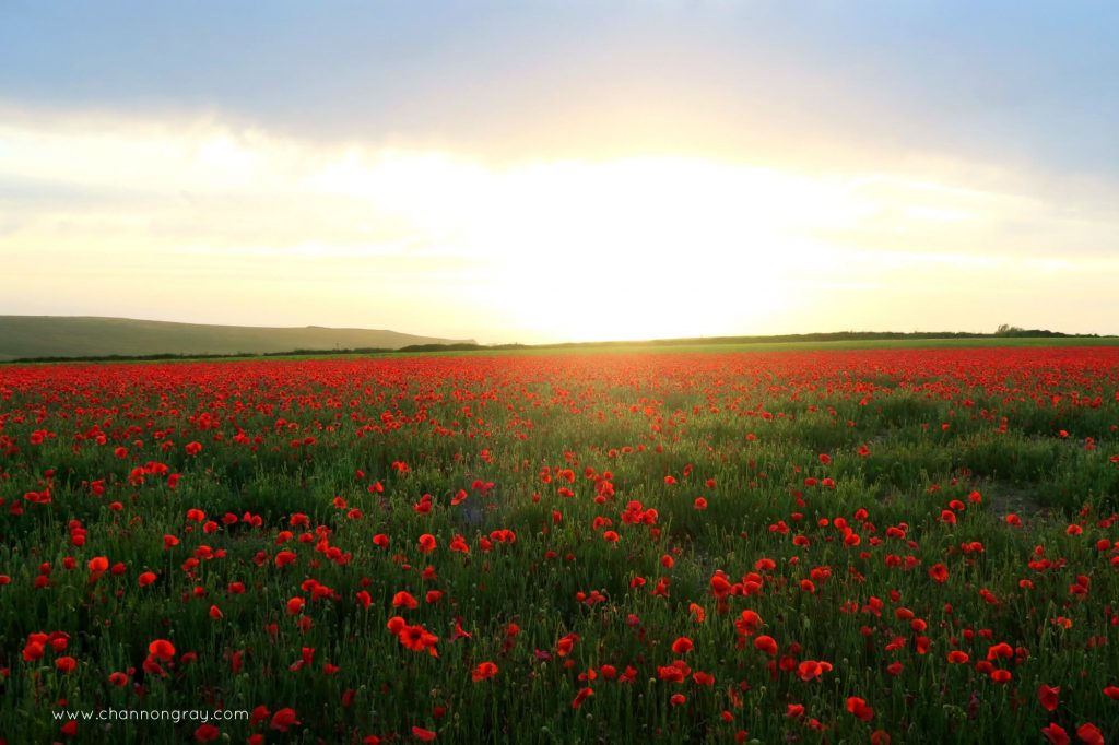 Poppy Fields at West Pentire, Cornwall - Graduate Life // heythereChannon